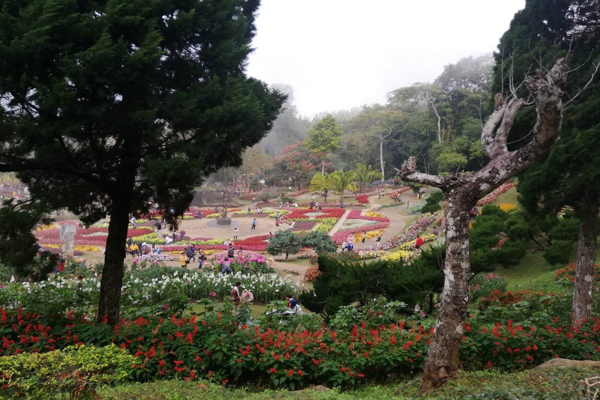 Cosa vedere sul Doi Tung, la montagna del Triangolo d'Oro